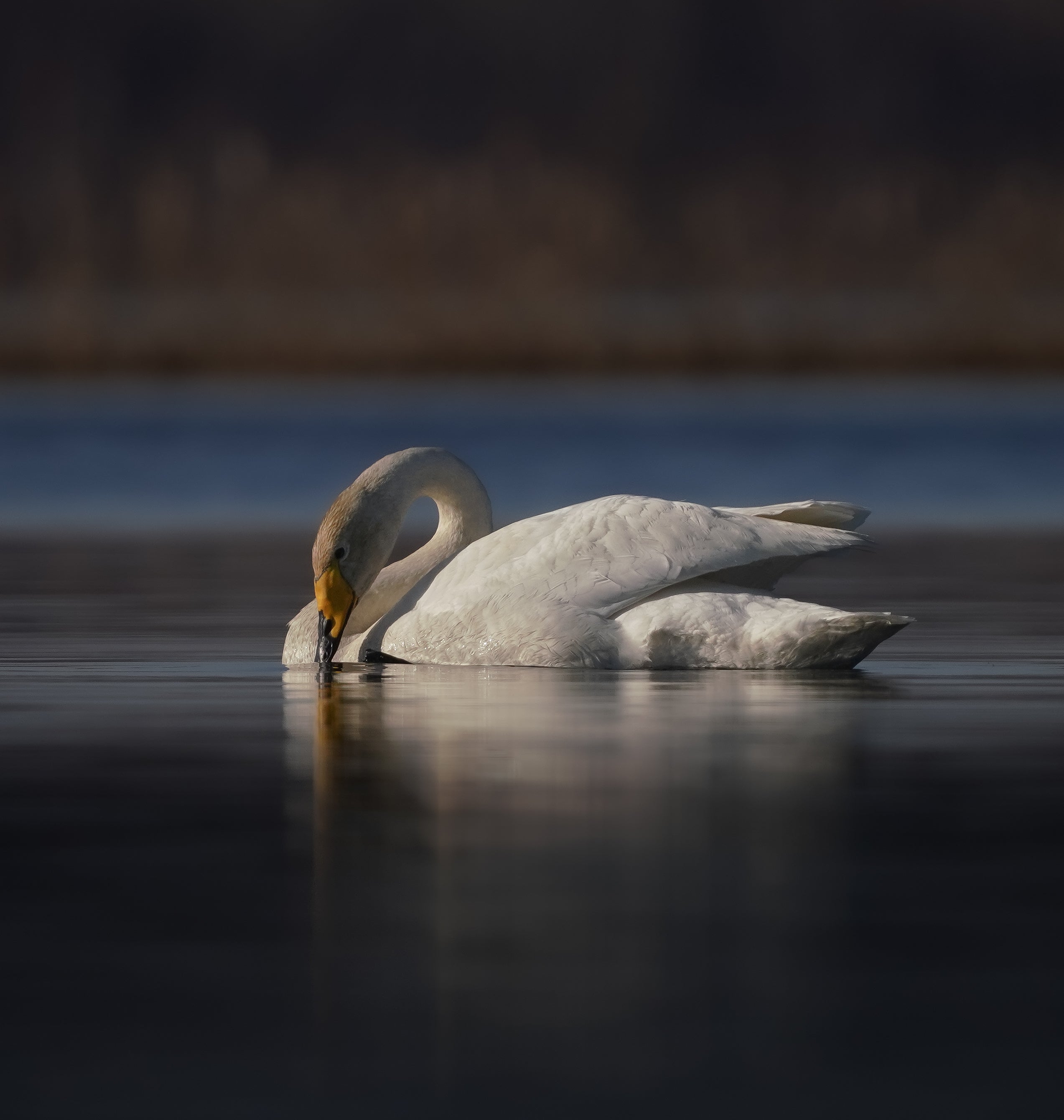 Full Color Waterfowl Co. – Full Color Waterfowl