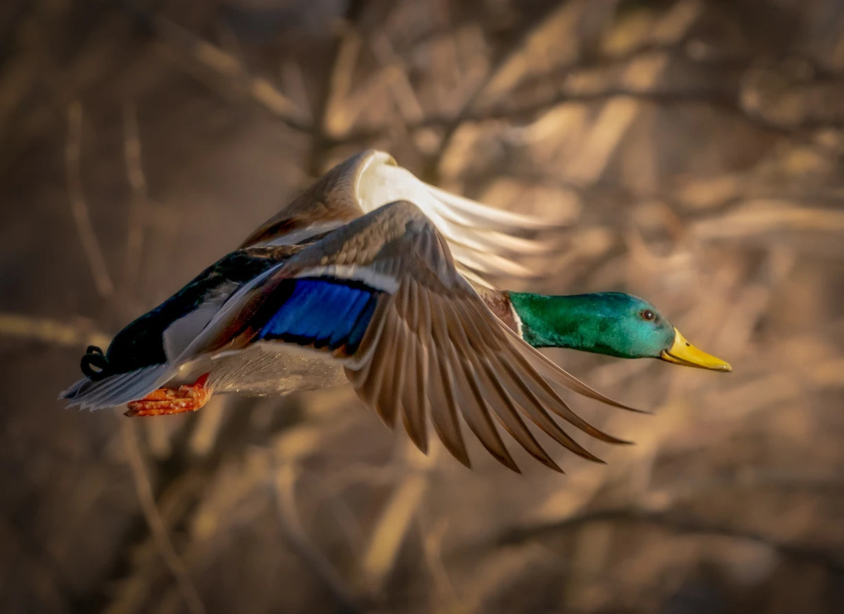 Full Color Waterfowl Co. – Full Color Waterfowl