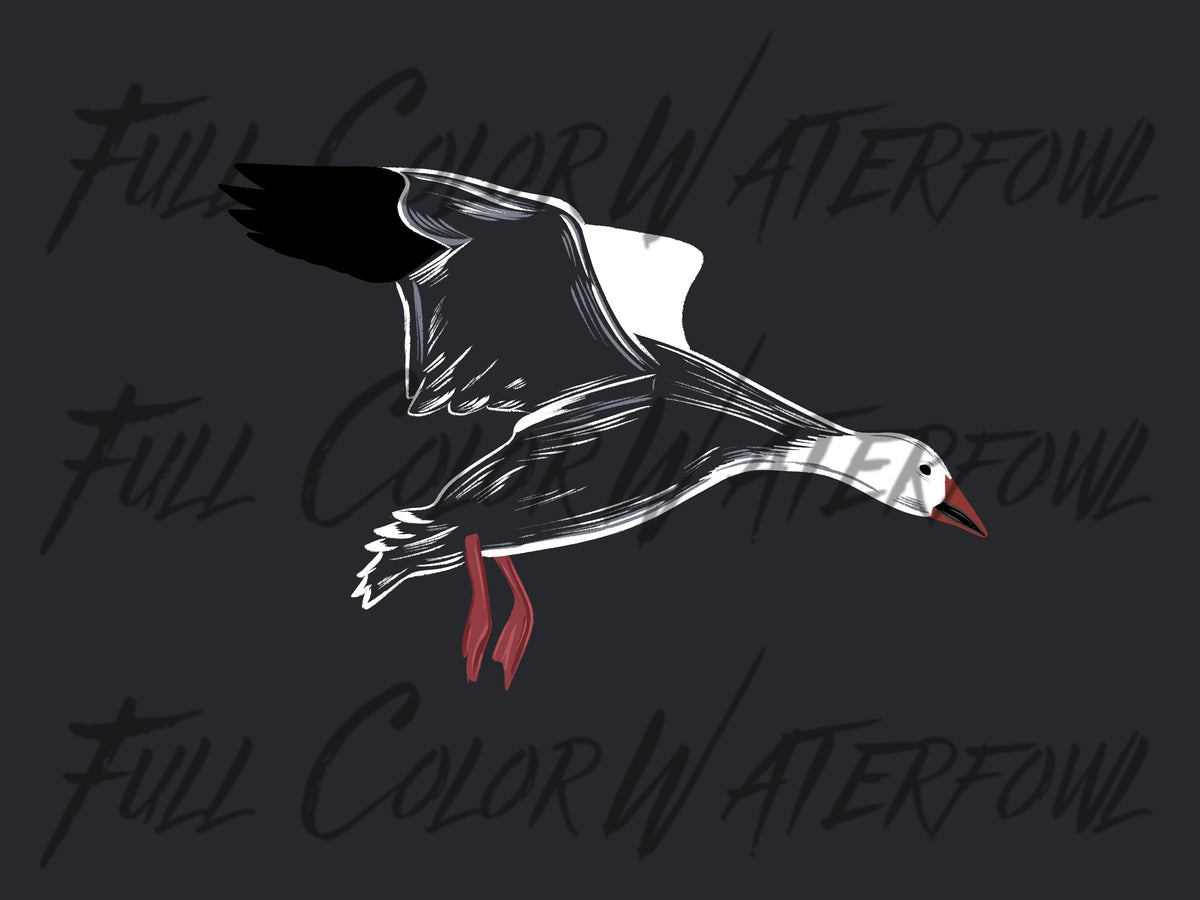 Snow Goose II PNG – Full Color Waterfowl