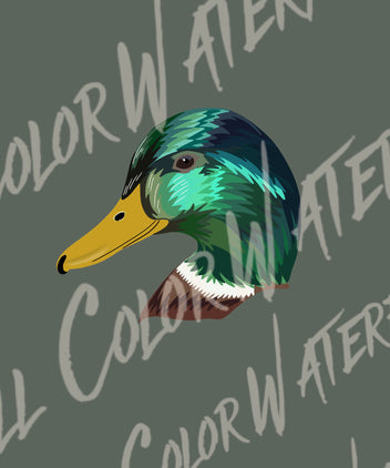 Ring-necked duck PNG – Full Color Waterfowl